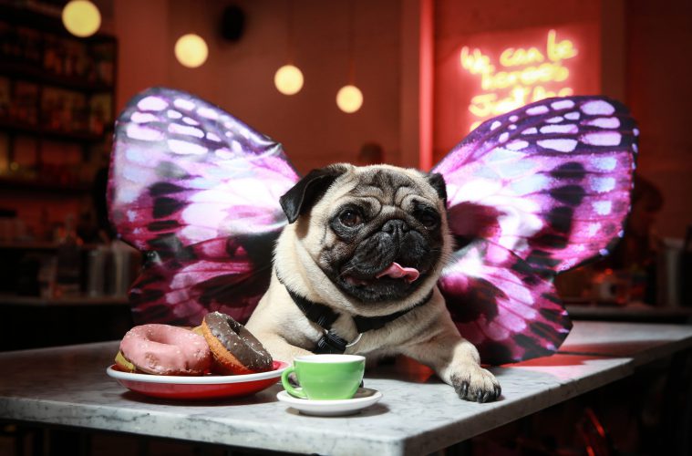 Cashing in on the cute factor; is a ‘Puggerfly’ a step too far ...