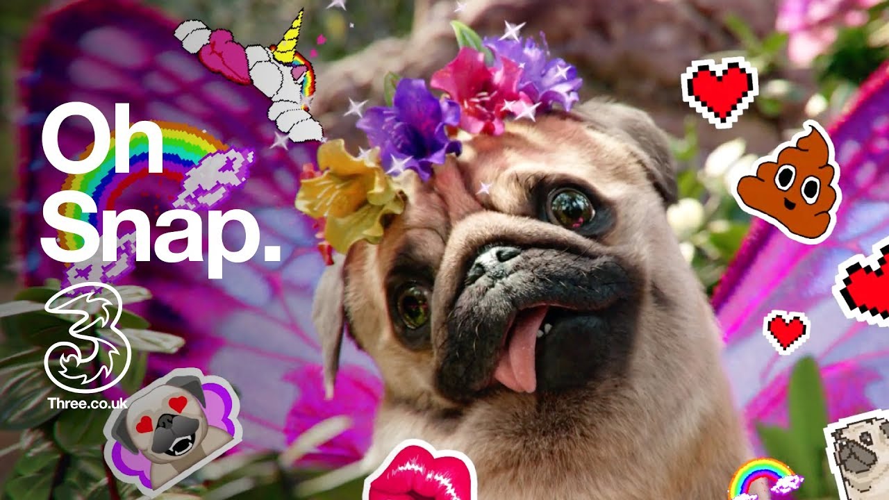 Cashing in on the cute factor; is a ‘Puggerfly’ a step too far ...