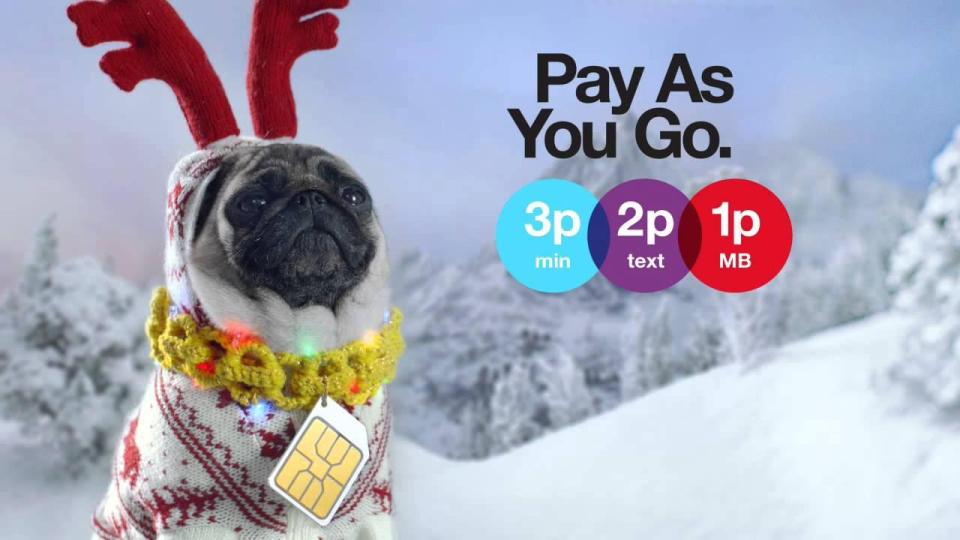 Cashing in on the cute factor; is a ‘Puggerfly’ a step too far ...