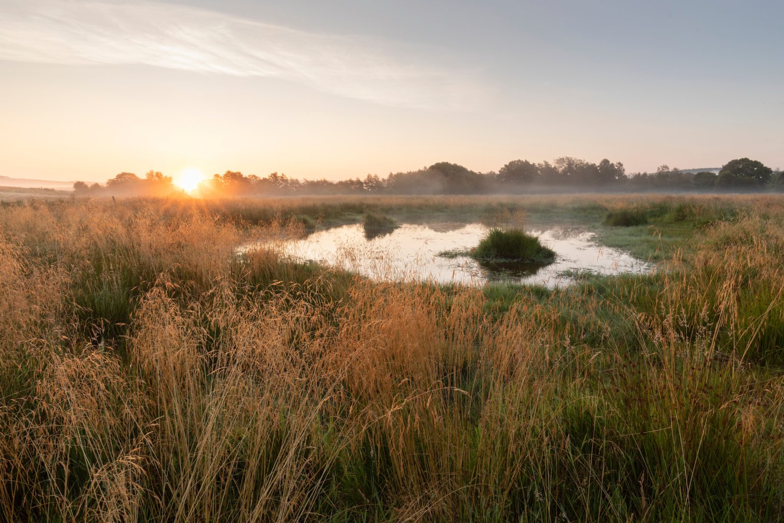 Planet Shine teams up with SCOTLAND: The Big Picture on major rewilding ...