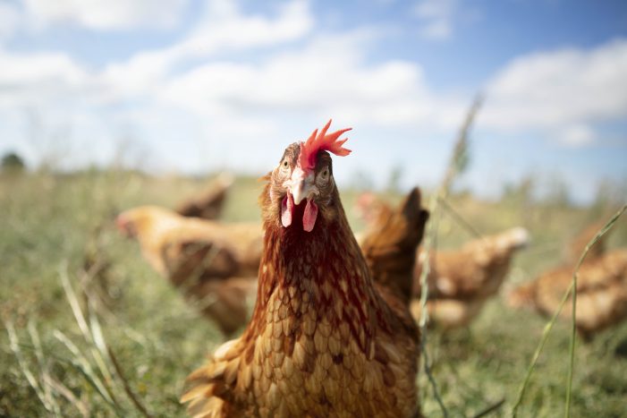 Waitrose launches Food to Feel Good About brand positioning with new ...