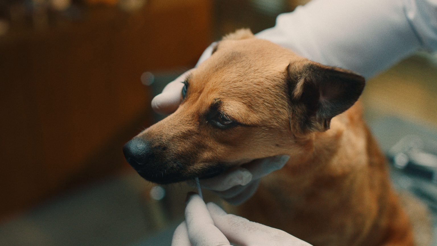 PEDIGREE® launches campaign to recognize Caramelos and Mixed-Breed Dogs ...